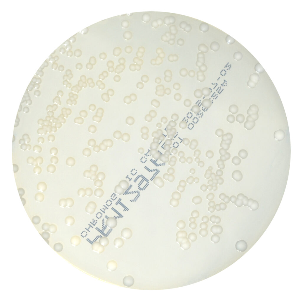 Chromogenic Candida Agar Plate - www.proready.rs