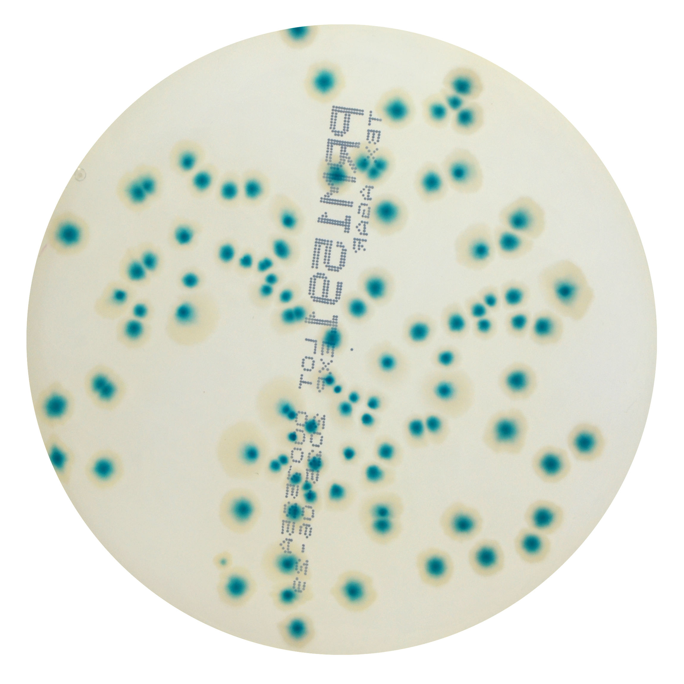 Tryptone Bile Glucuronic Agar Plate - www.proready.rs