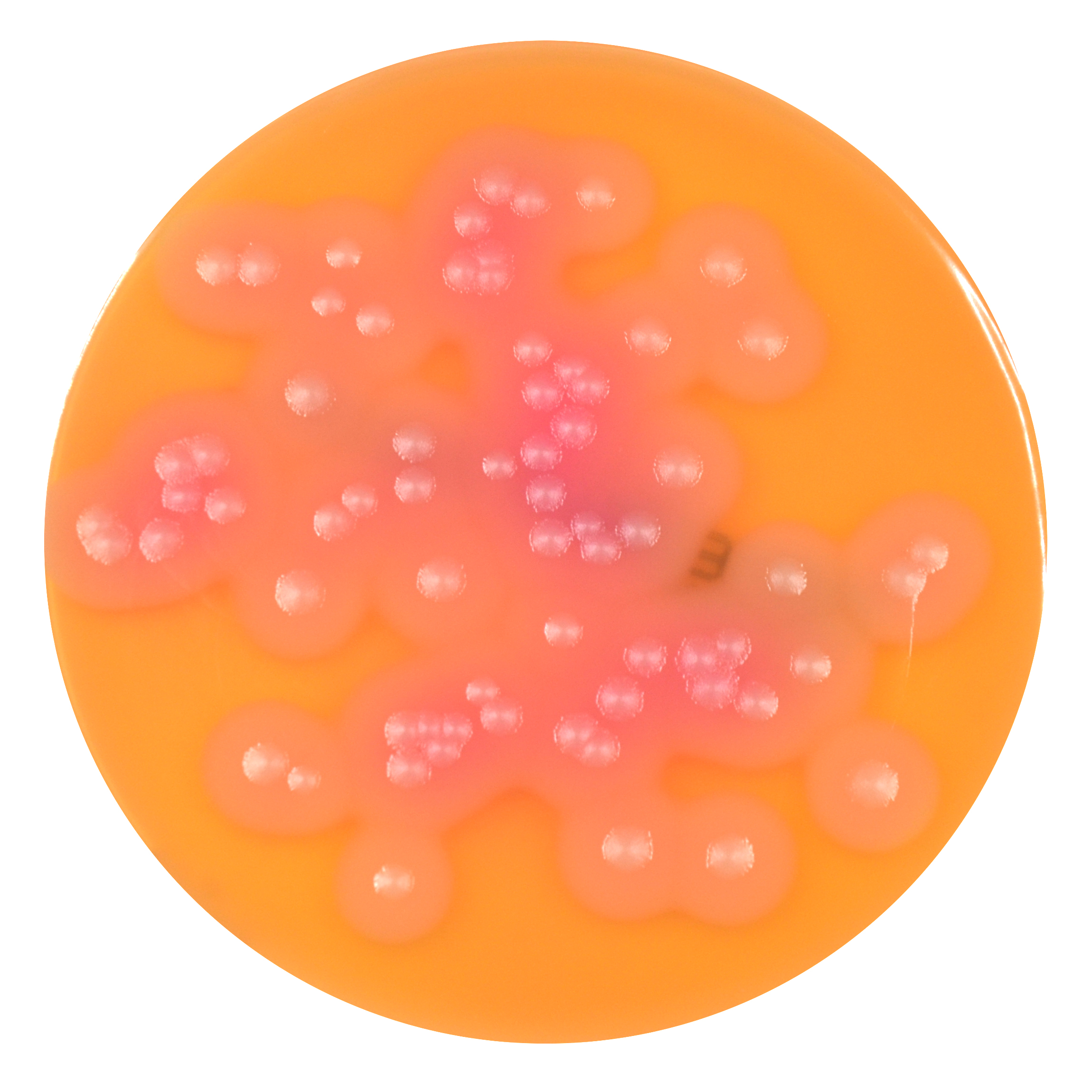 MYP Agar Plate - www.proready.rs